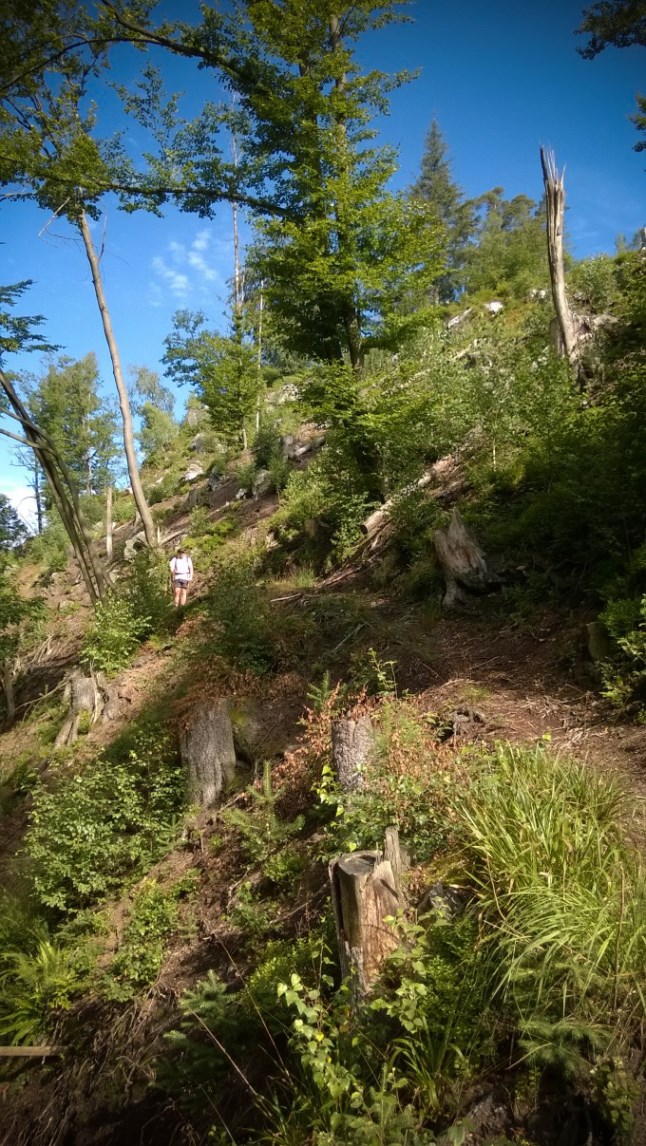 La vallée de la Hoëgne (Hautes-Fagnes, Hockai) • Trekking et Voyage