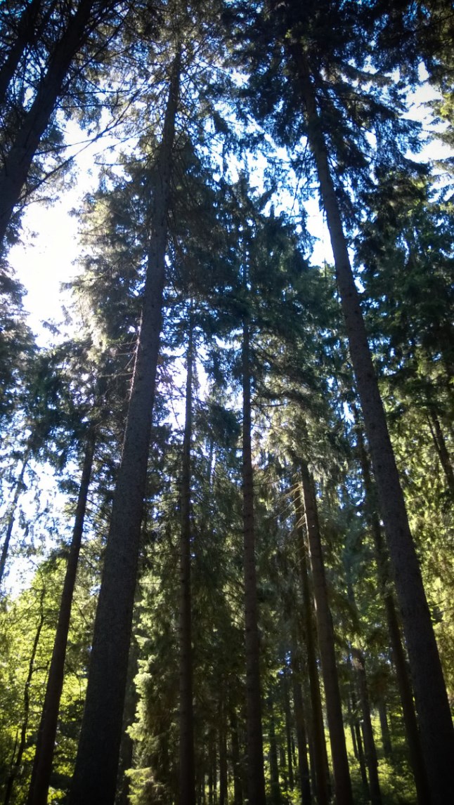 La vallée de la Hoëgne (Hautes-Fagnes, Hockai) • Trekking et Voyage