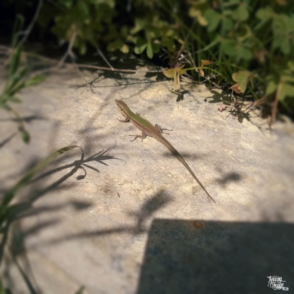 Malte : entre nature et culture... • Trekking et Voyage