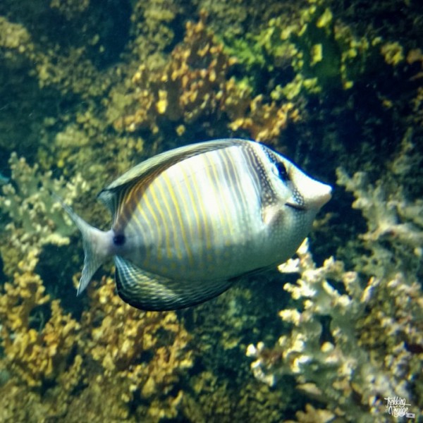 Malte : entre nature et culture... • Trekking et Voyage