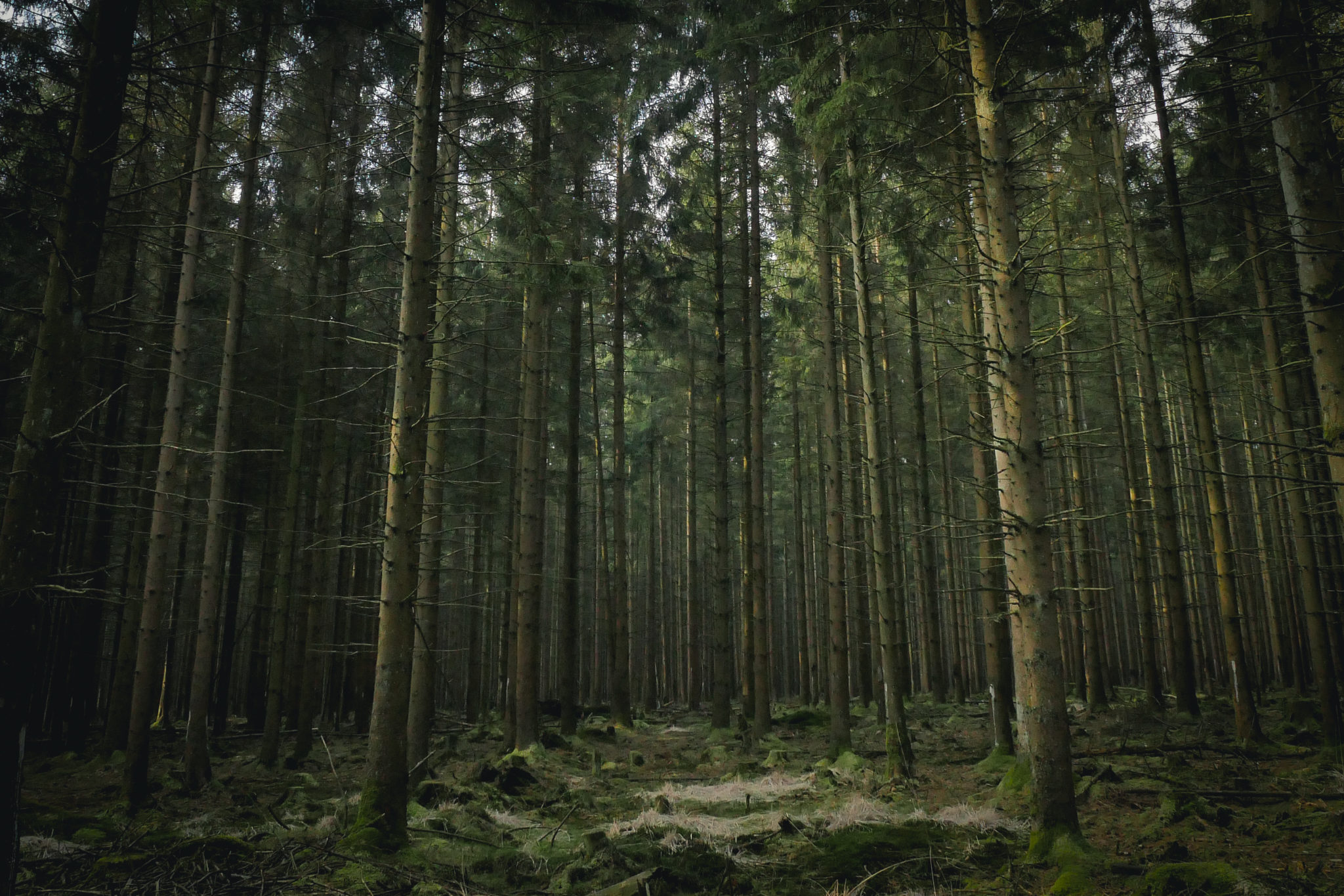 Découvertes et microaventure dans les Hautes Fagnes • Trekking et Voyage