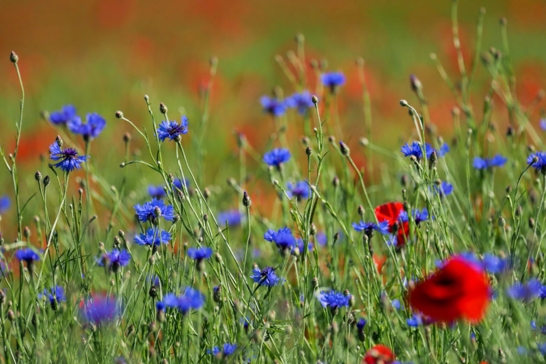 10 bonnes raisons d'aller en Gaume • Trekking et Voyage